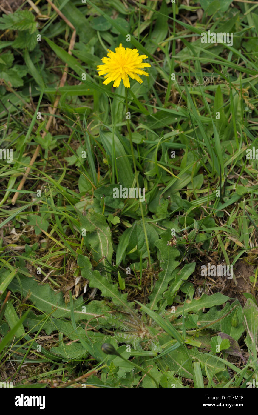 Rough Hawkbit, leontodon hispidus Stock Photo - Alamy
