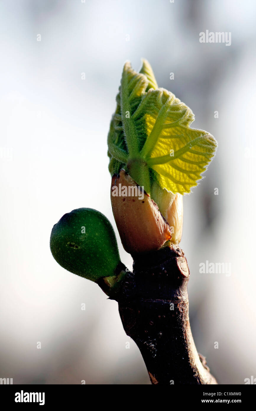 Fig sprout hi-res stock photography and images - Alamy