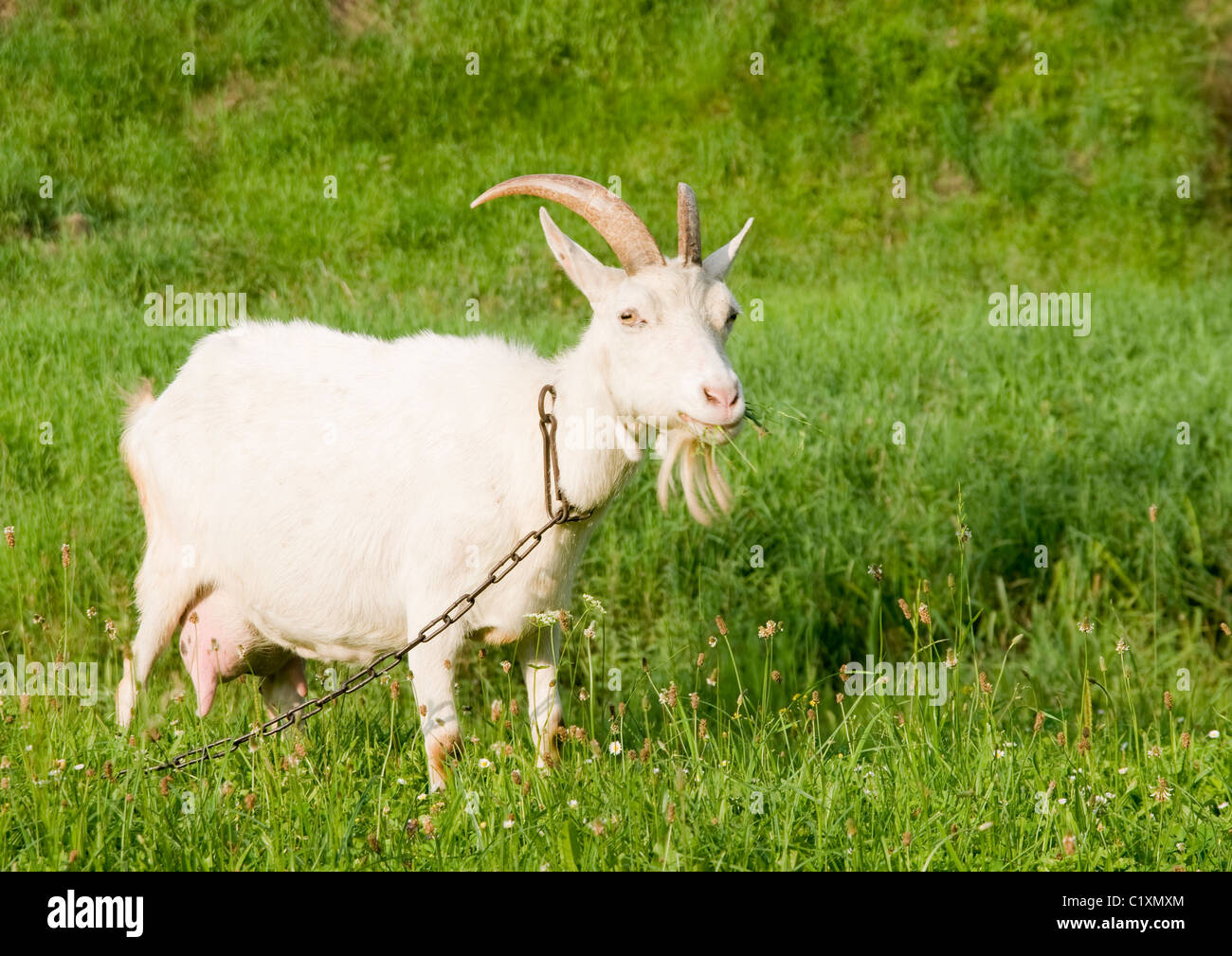 White goat on the pasture with green grass, chain hitched Stock Photo ...