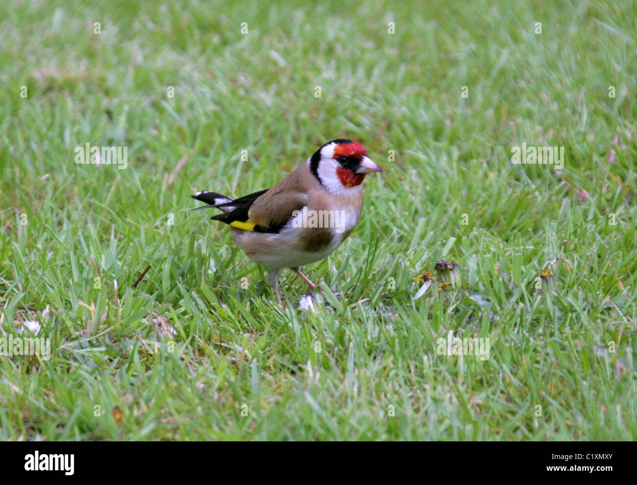 European Gold Finch, Carduelis carduelis, Fringillidae Stock Photo - Alamy