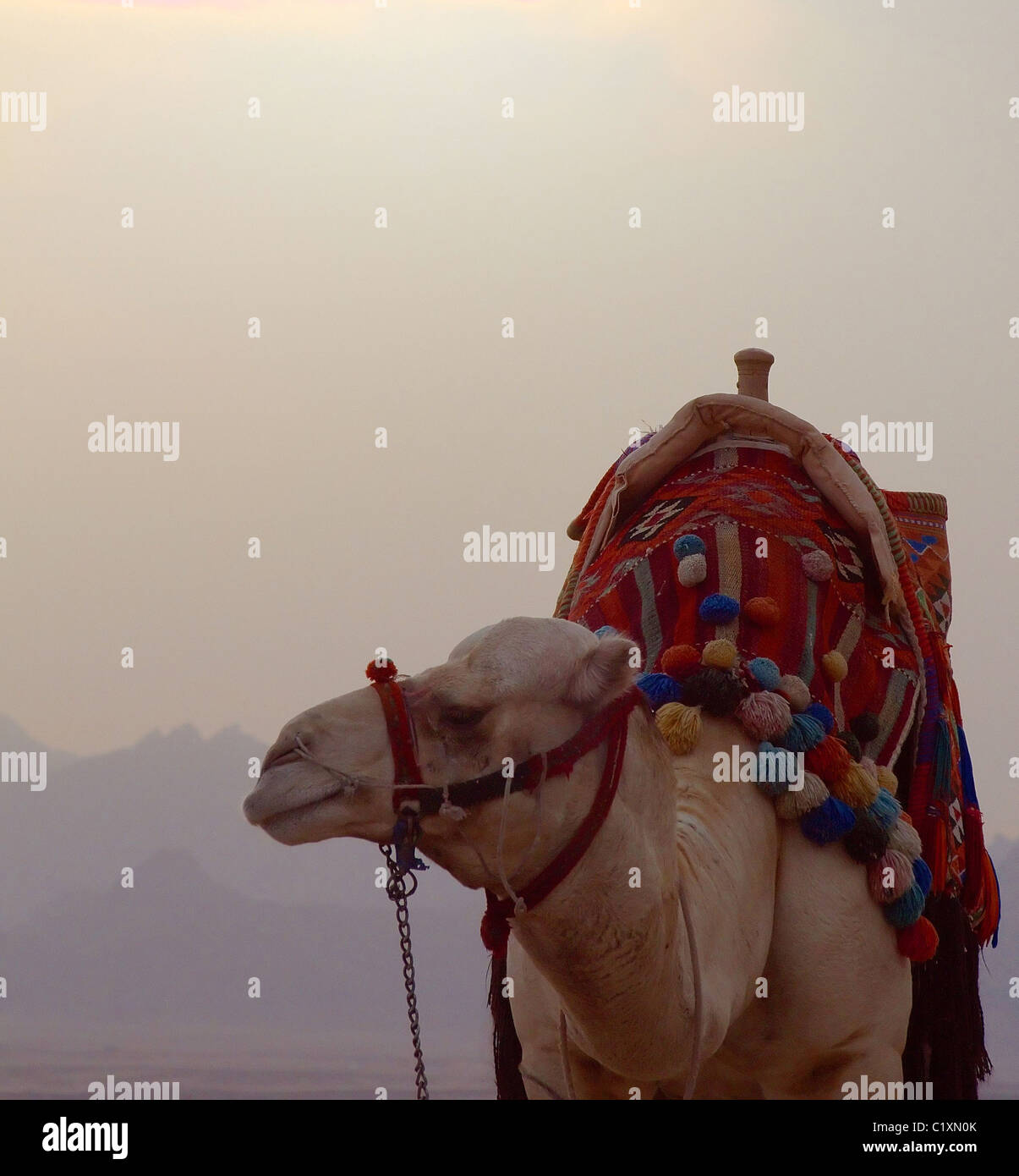 Single arabian camel hi-res stock photography and images - Alamy