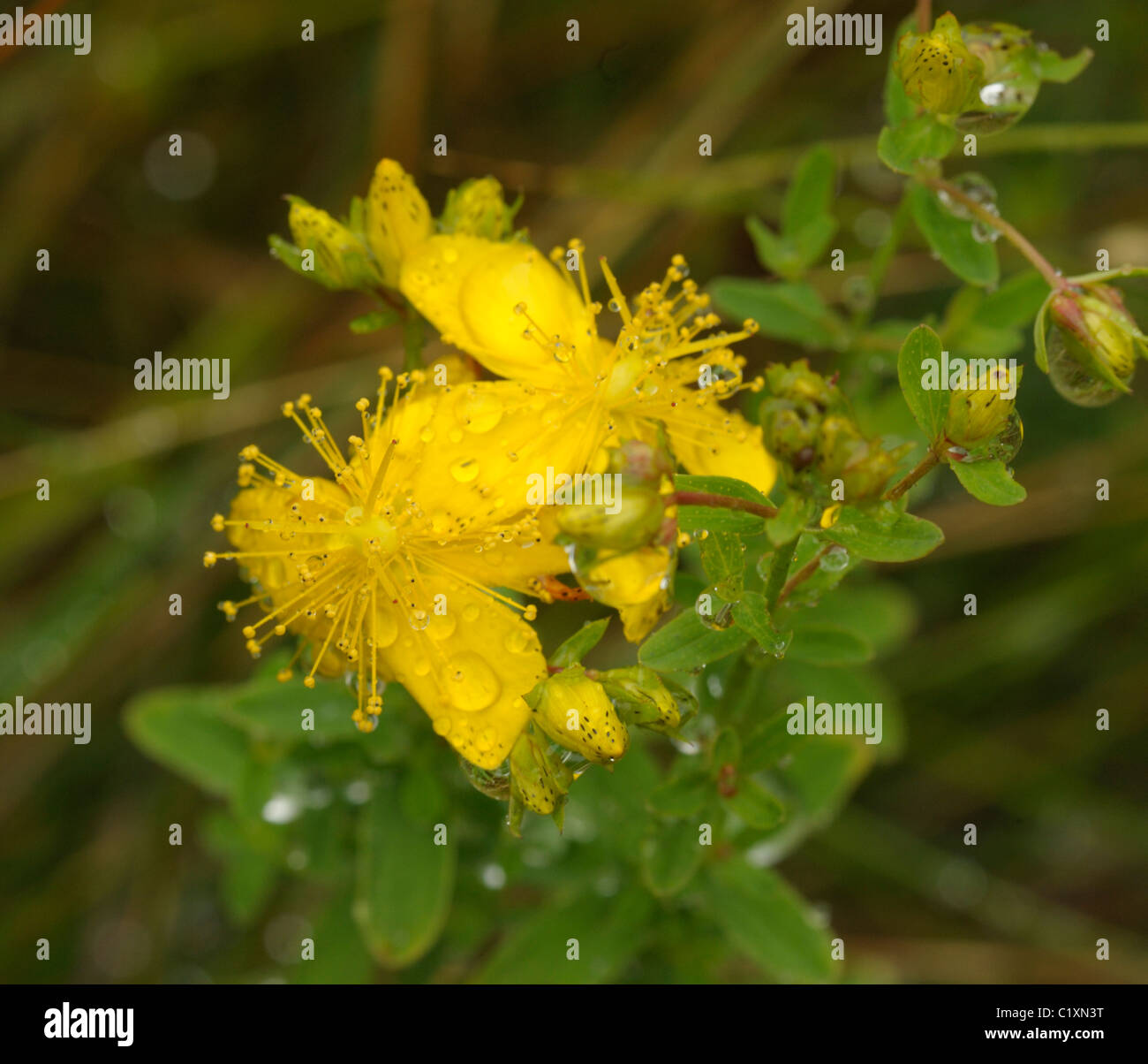 Perforate St John's-wort, hypericum perforatum Stock Photo - Alamy