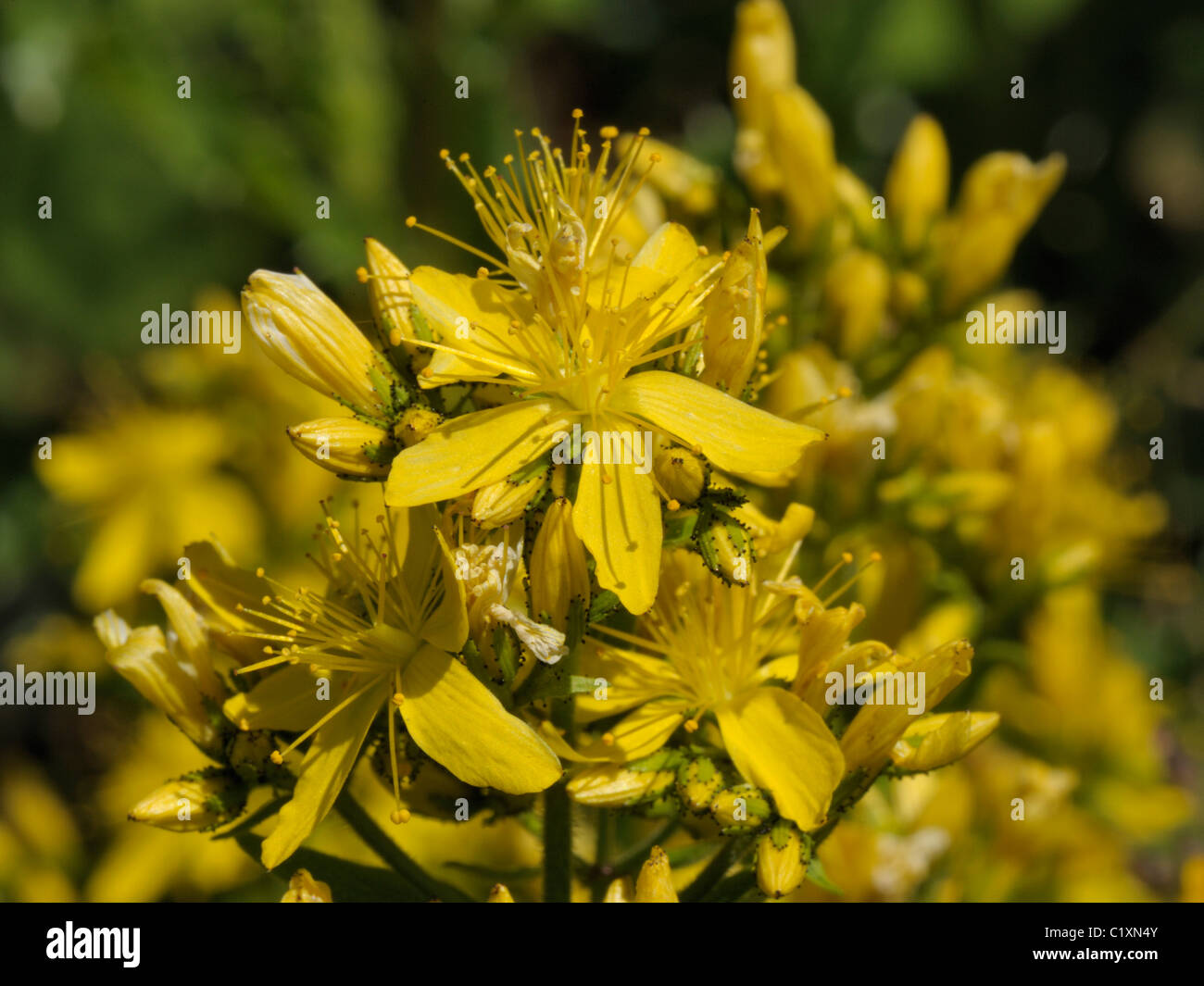 Hairy st johns wort hi-res stock photography and images - Alamy