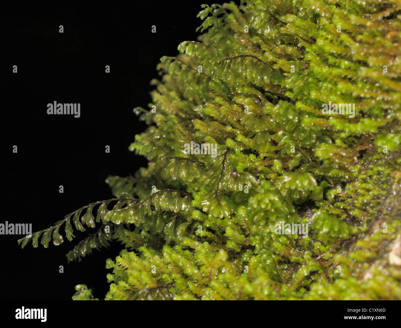 Wilson's Filmy-fern, hymenophyllum wilsonii Stock Photo - Alamy
