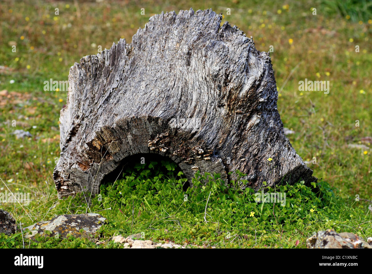 Old decaying tree log lies on the countryside grass Stock Photo - Alamy