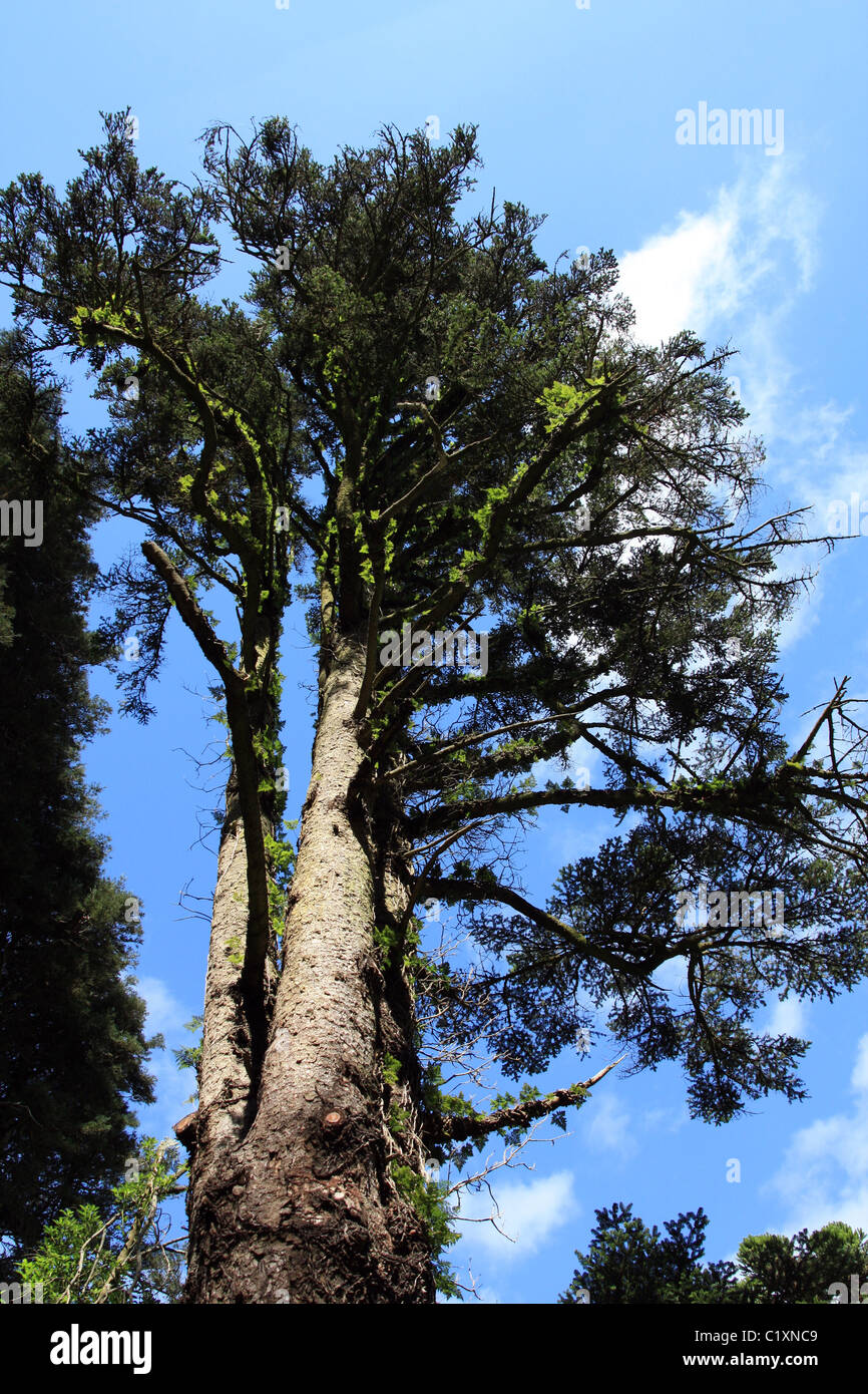 View of a very tall tree on a national protected park Stock Photo - Alamy