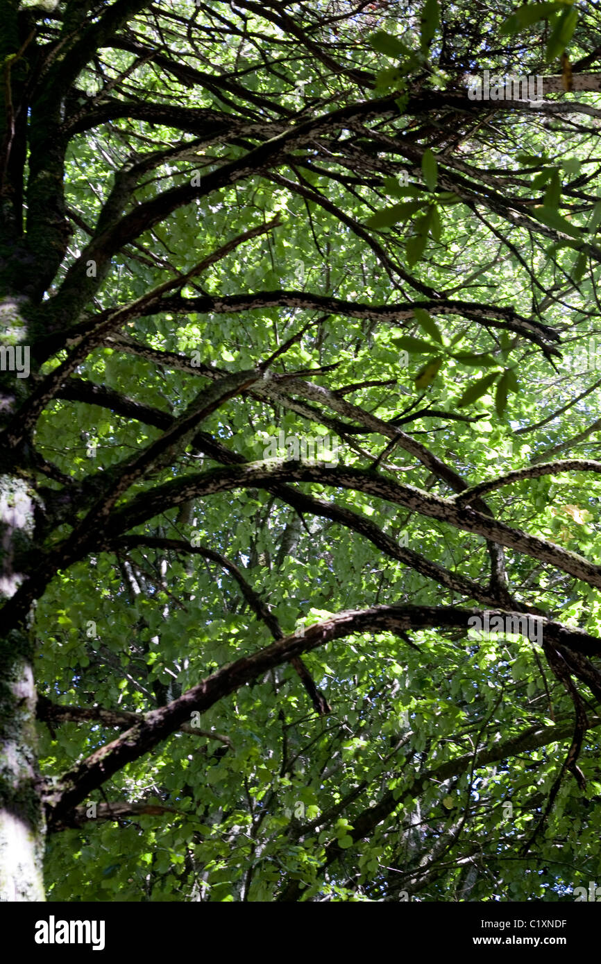 Underneath view of a very tall tree on a forest Stock Photo - Alamy