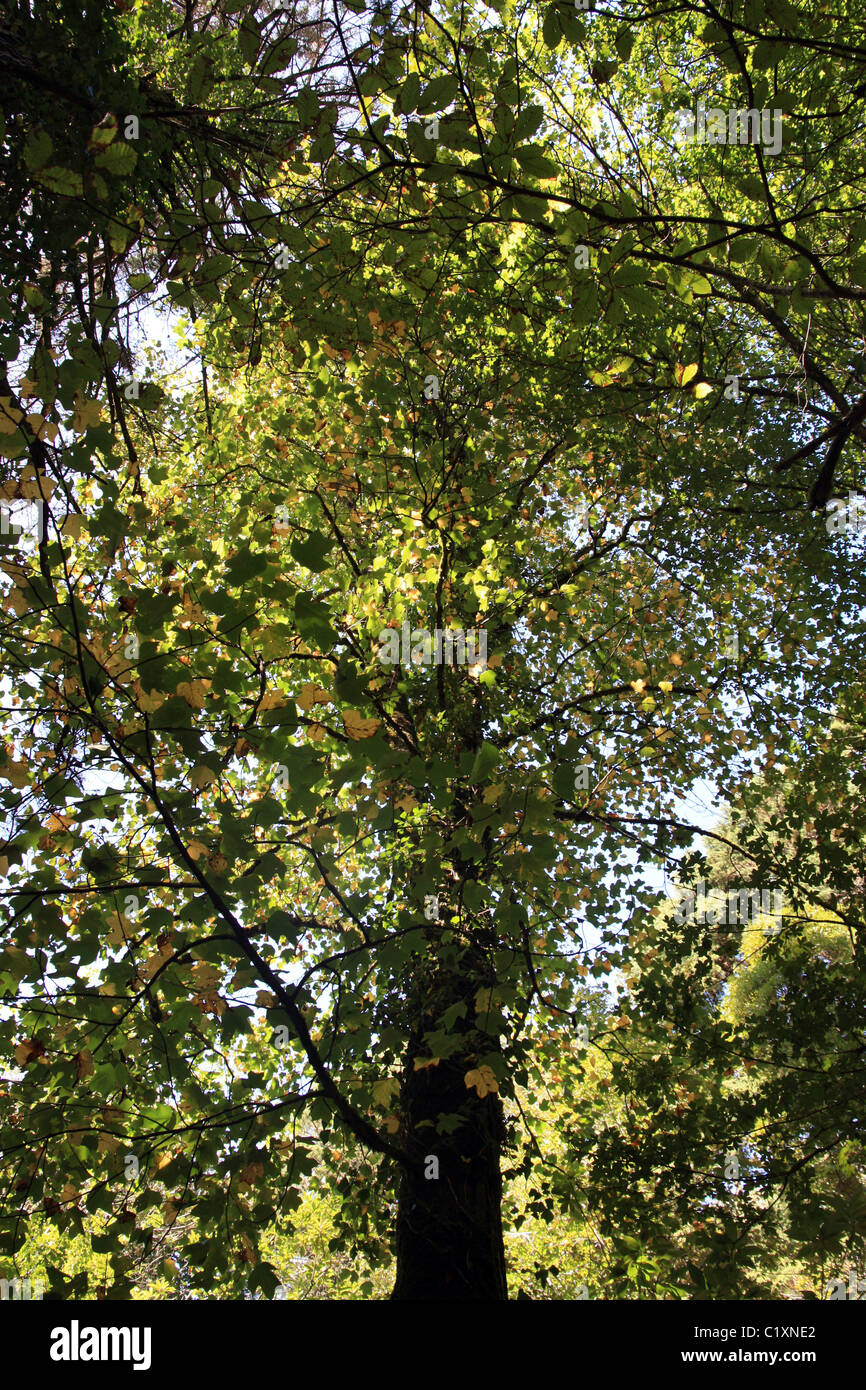 Underneath view of some tall trees on a forest Stock Photo - Alamy