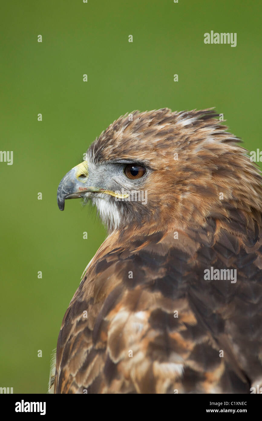 Grasslands hawk hi-res stock photography and images - Alamy