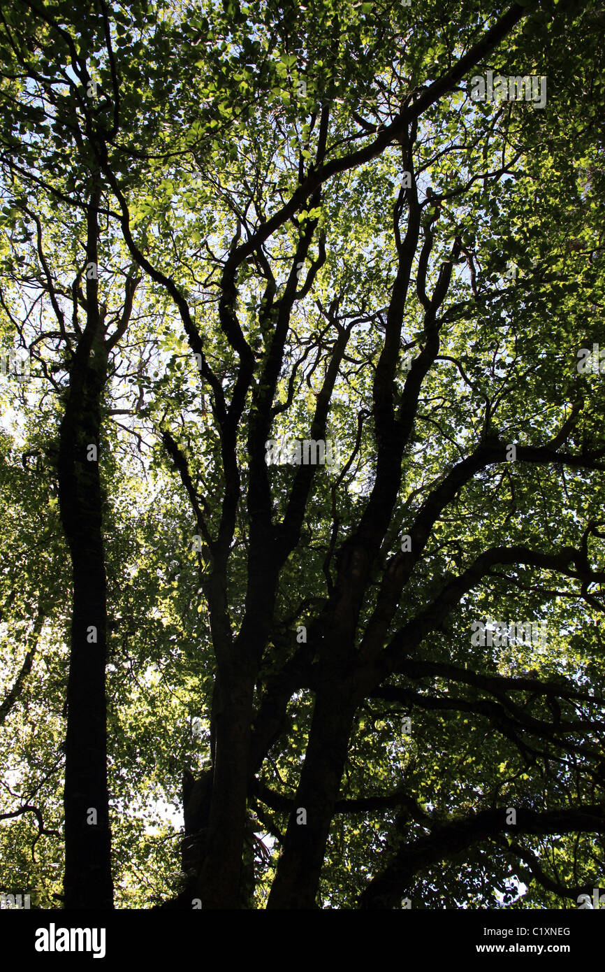 Underneath view of some tall trees on a forest Stock Photo - Alamy