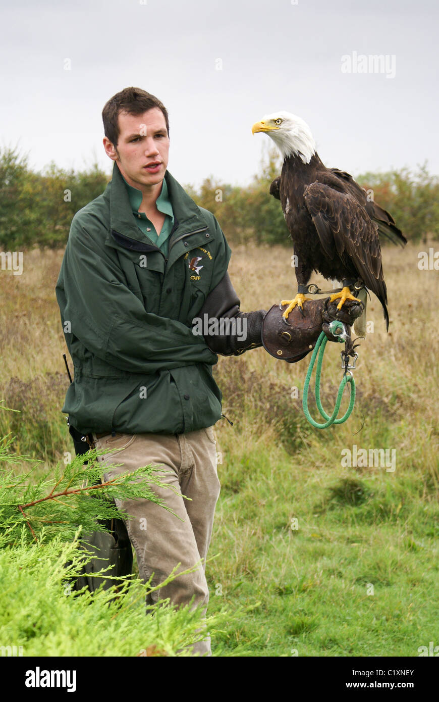 Eagle and handler at conservation centre Stock Photo - Alamy