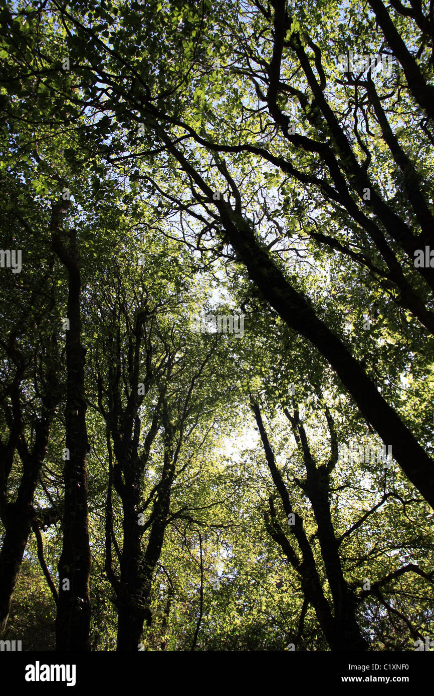 Underneath view of some tall trees on a forest Stock Photo - Alamy