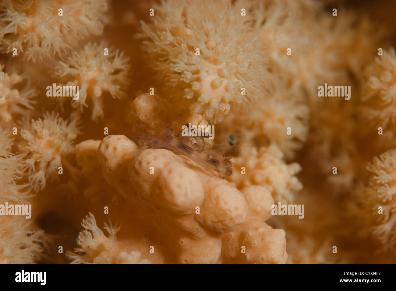 Little polyps hi-res stock photography and images - Alamy