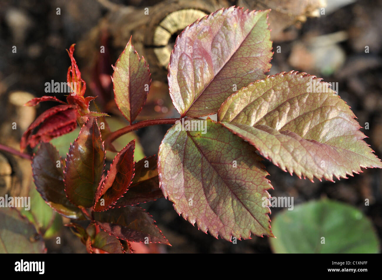 Rose leaves hi-res stock photography and images - Alamy