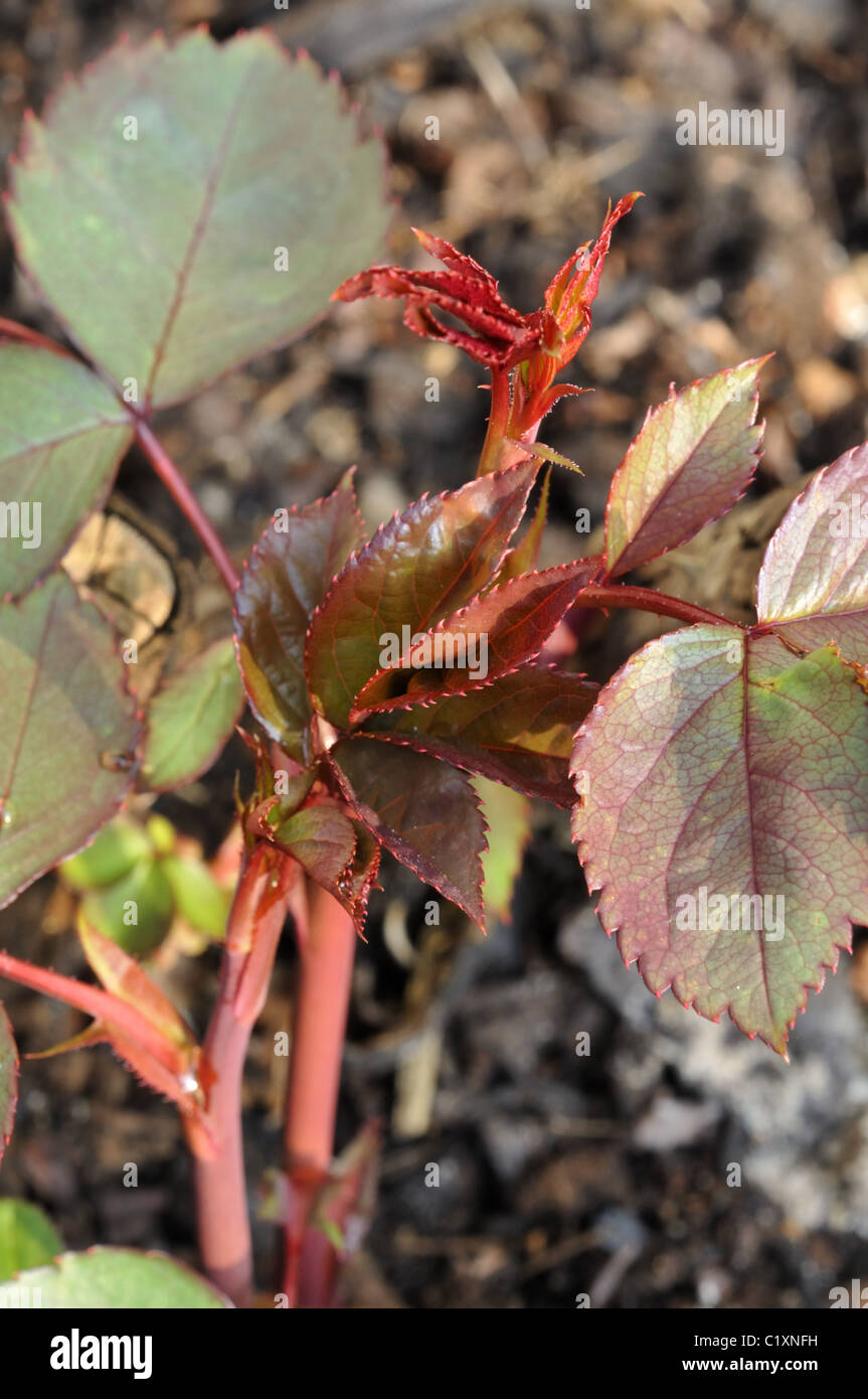 English spring hi-res stock photography and images - Alamy