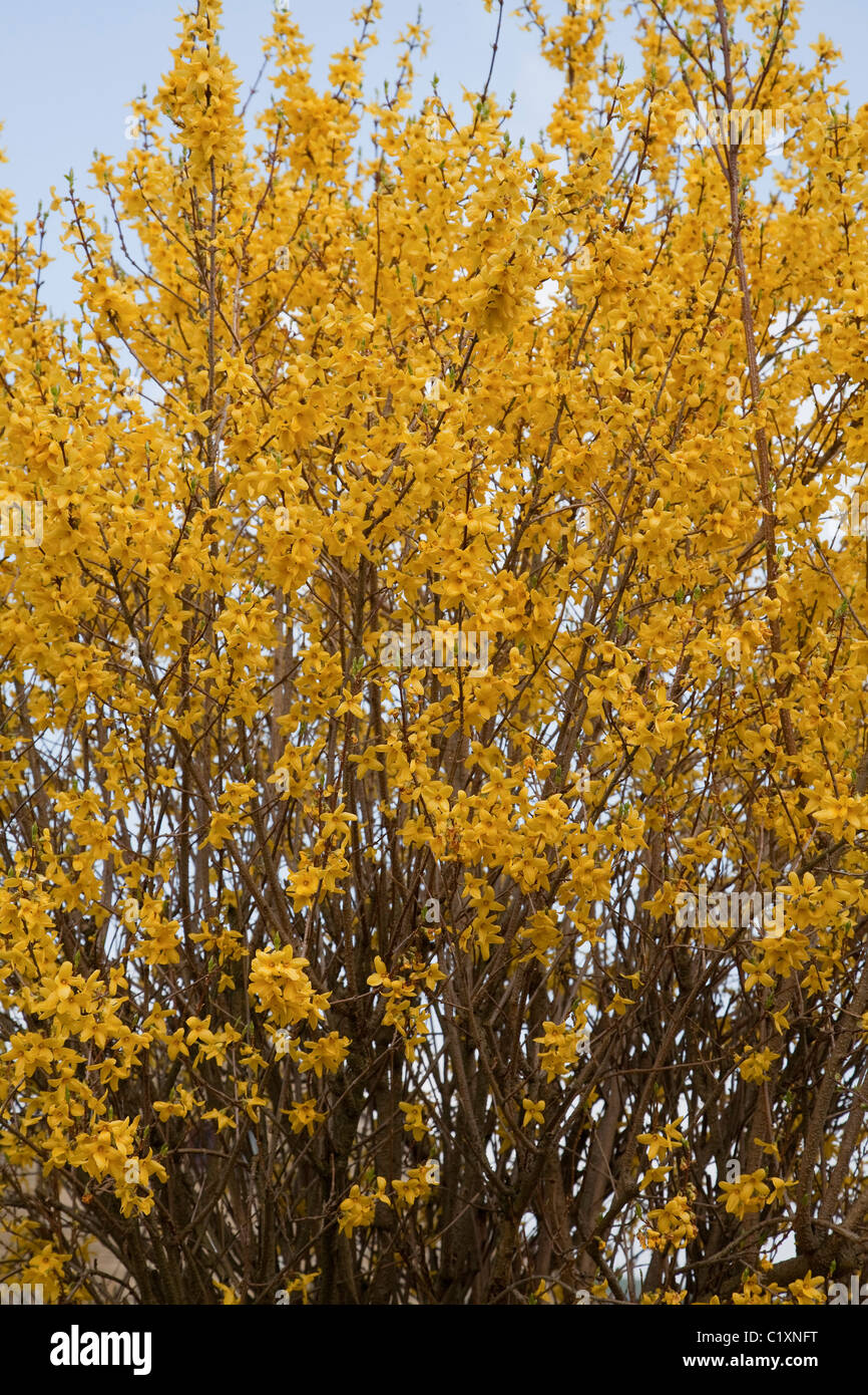 Forsythia shrub in full bloom heralds the arrival of Spring in the U.K ...