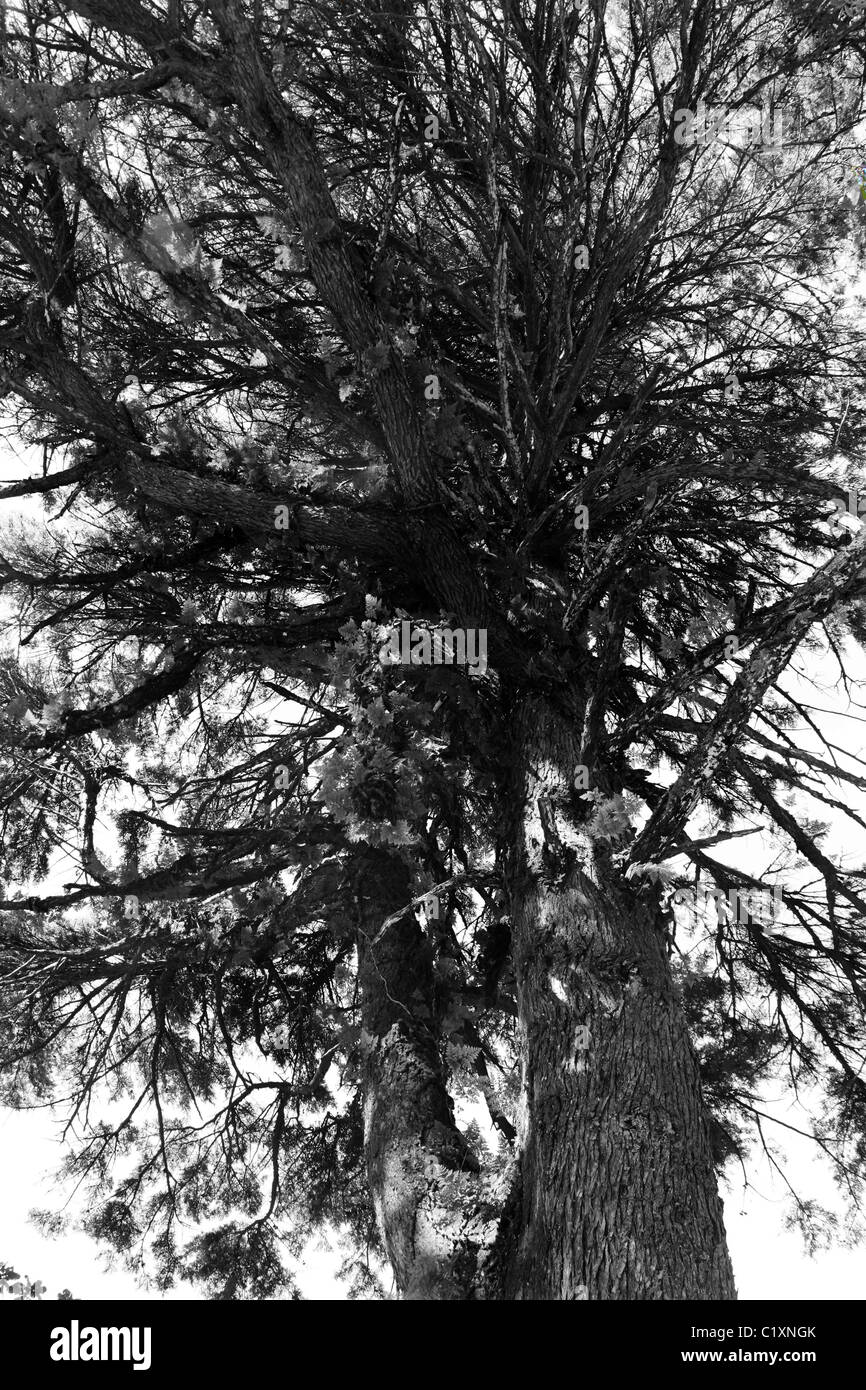 Very tall pine tree hi-res stock photography and images - Alamy