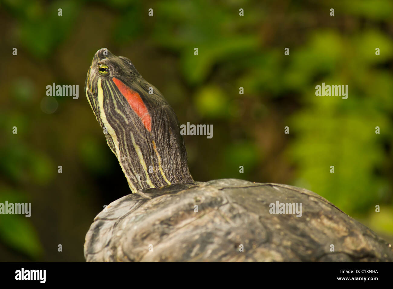 Close up on a terrapin stretching his long neck - or hers Stock Photo ...