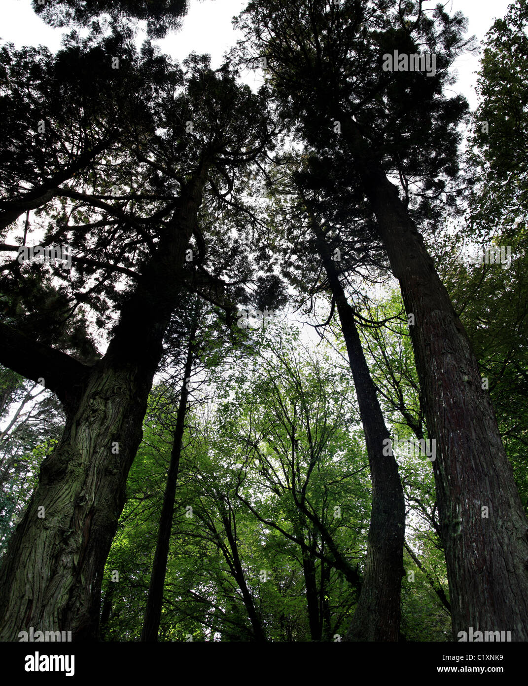 Underneath view of some tall trees on a forest Stock Photo - Alamy