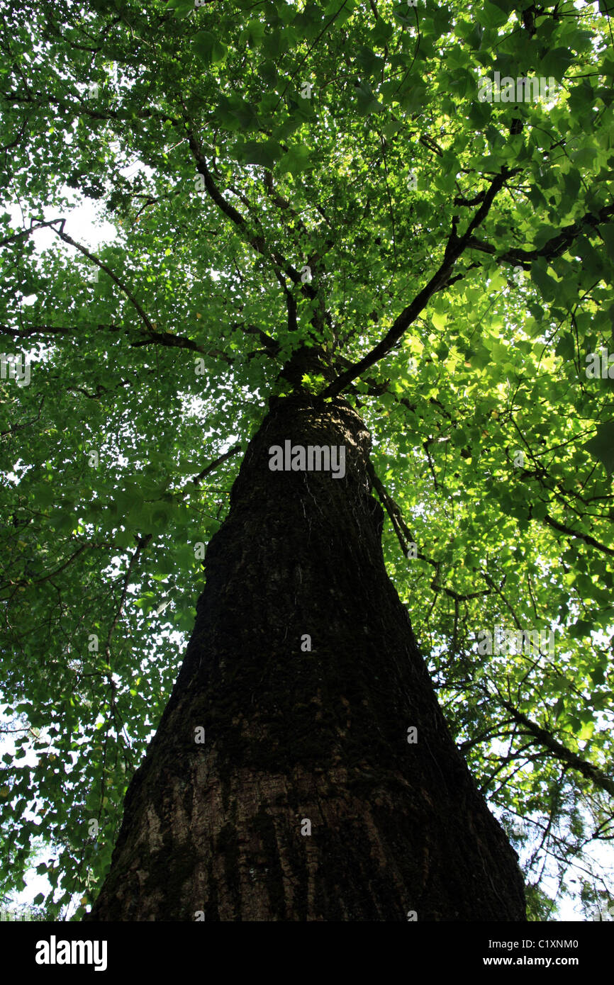 Underneath view of a very tall tree on a forest Stock Photo - Alamy