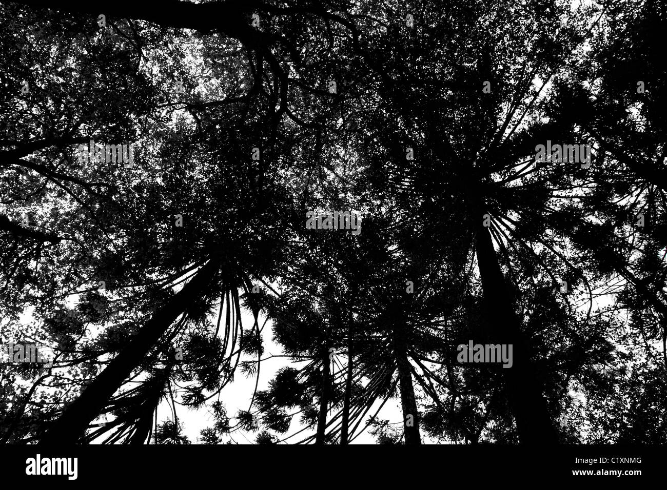 Underneath view of some tall trees on a forest Stock Photo - Alamy