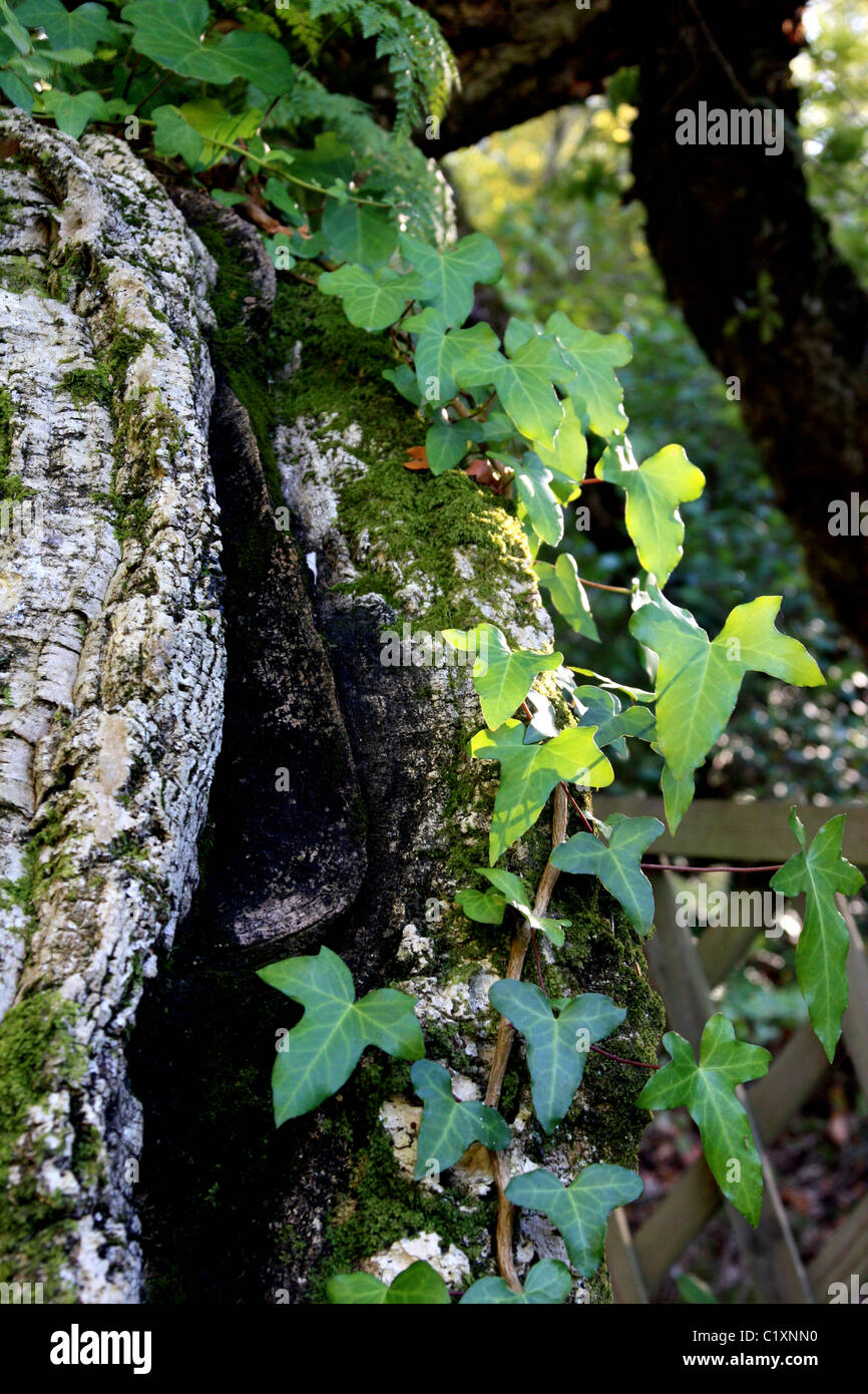 Ivy crawling hi-res stock photography and images - Alamy