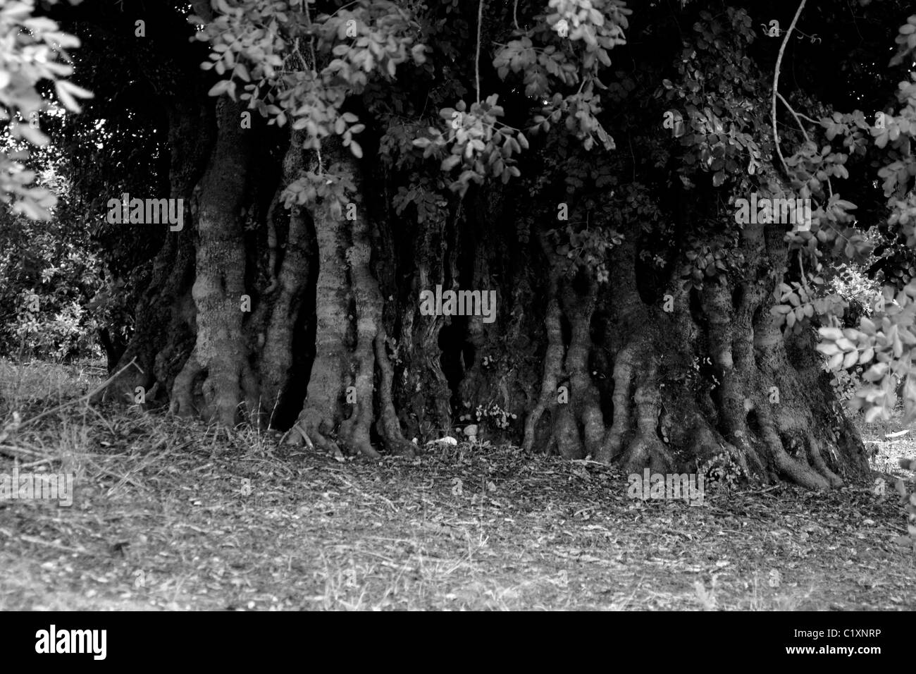 Very old and monumental carob tree located on the Algarve, Portugal ...