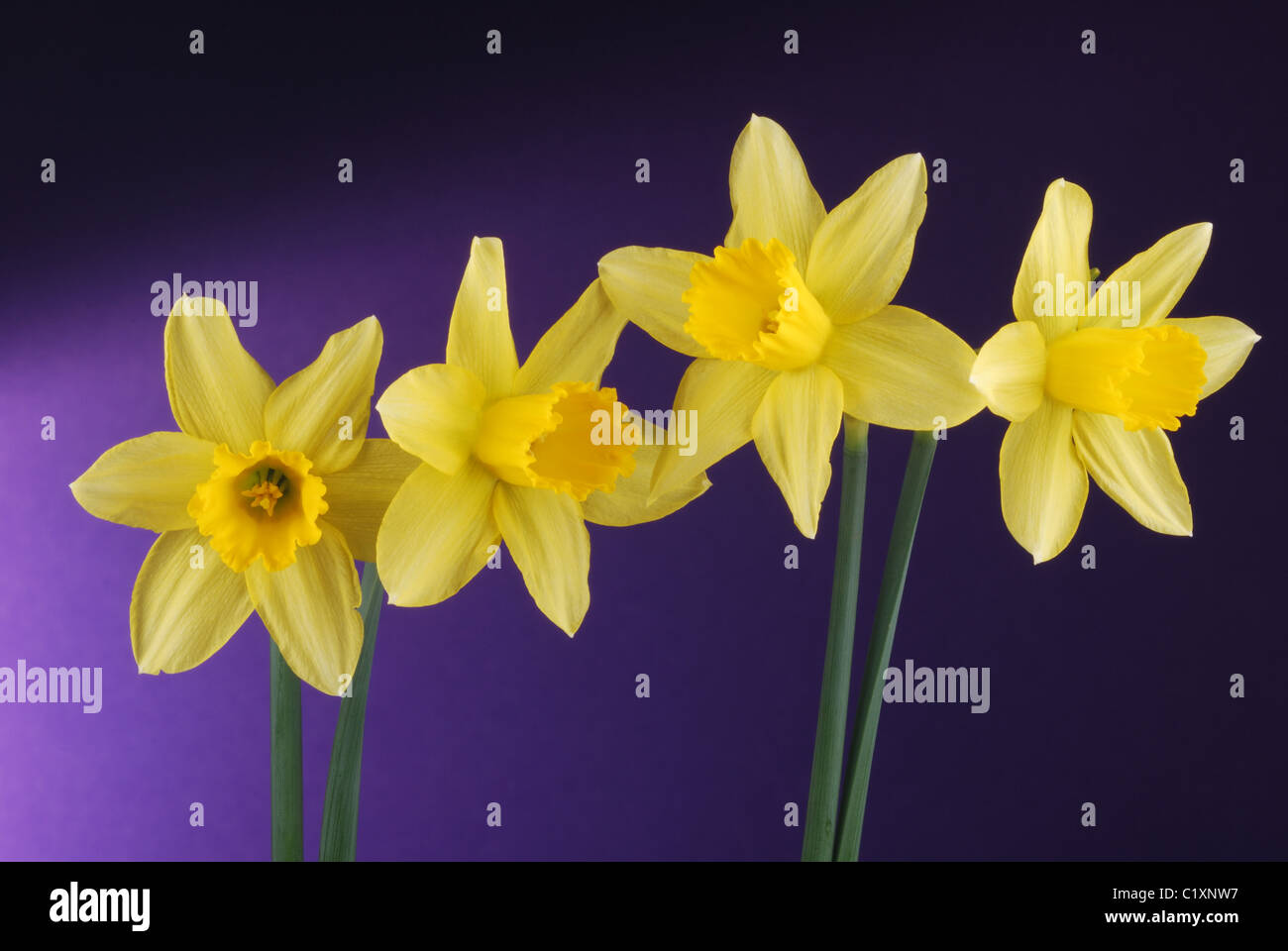 Four purple petals hi-res stock photography and images - Alamy