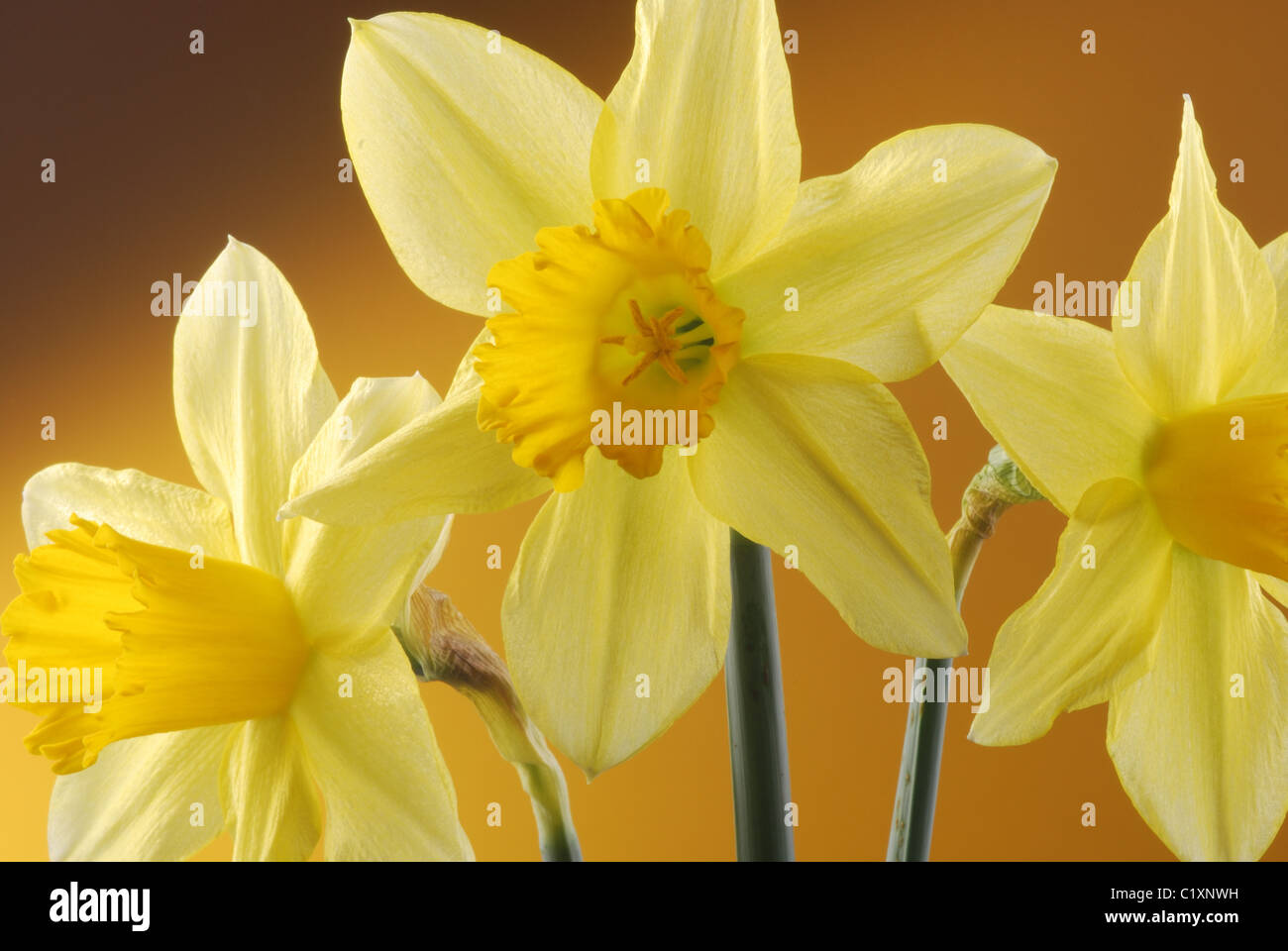 still life of daffodils Stock Photo - Alamy