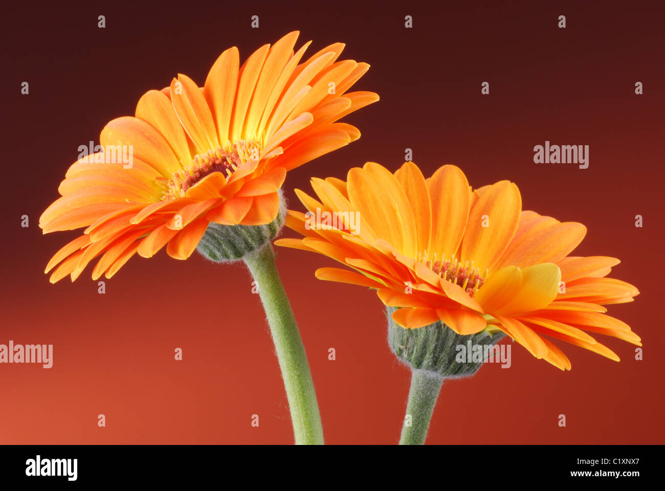 Double gerbera hi-res stock photography and images - Alamy