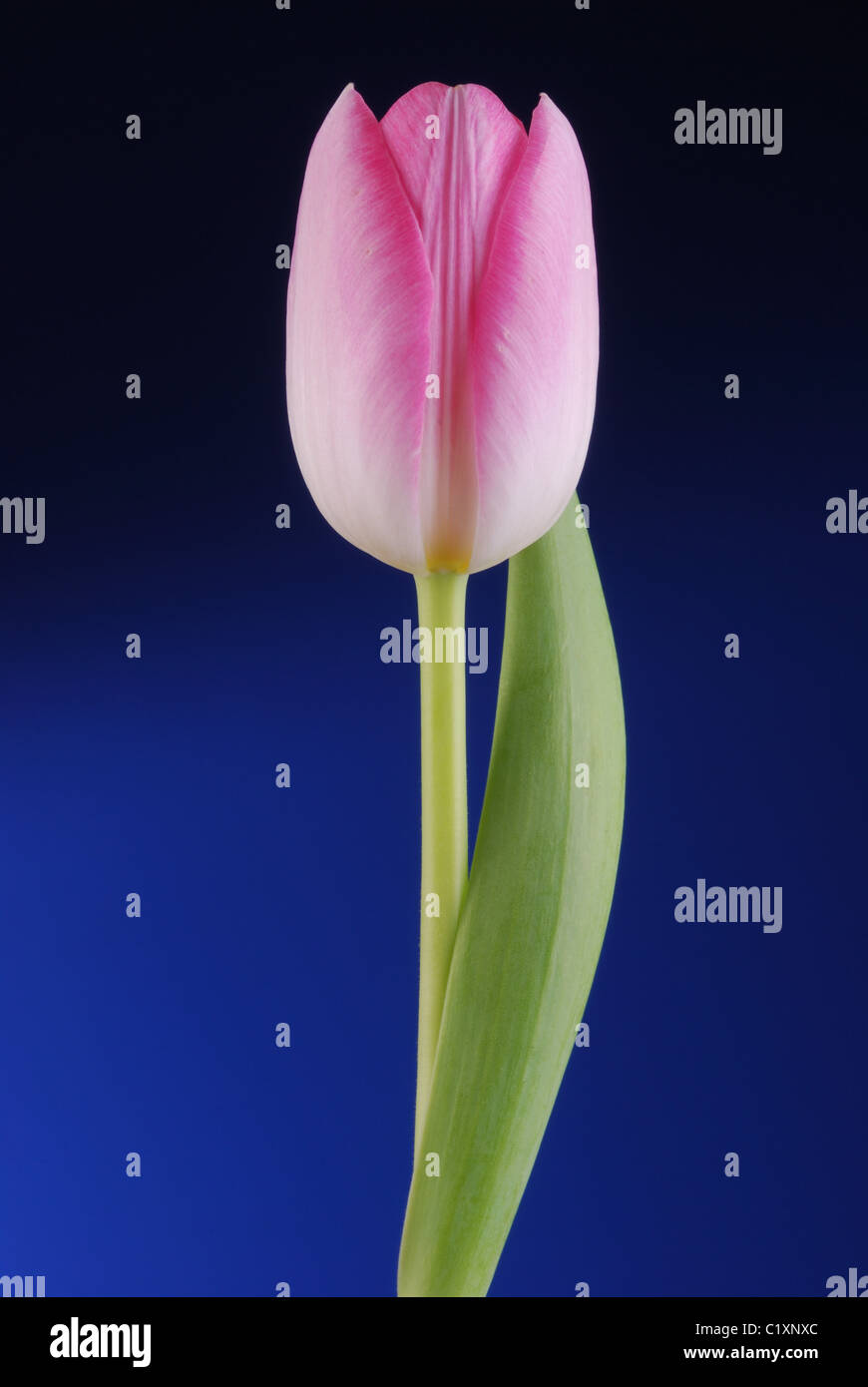 still life of pink tulip Stock Photo - Alamy