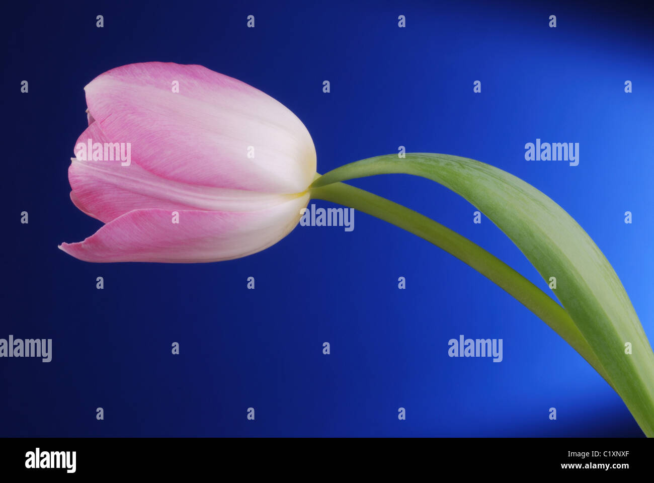 Single stem pink tulip hi-res stock photography and images - Alamy