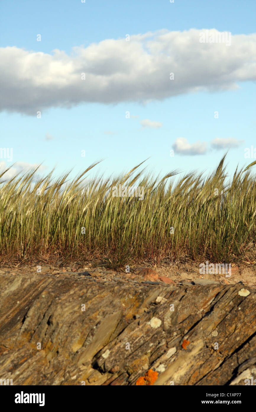 View of a vertical slice of nature, including clouds, grass and rock ...