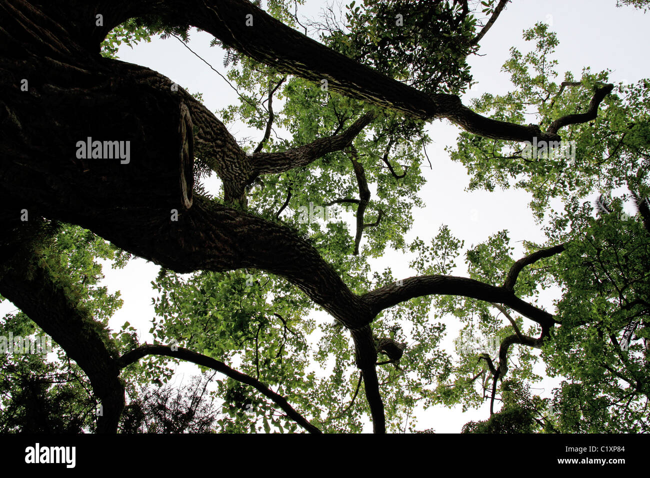 View from below a huge tree providing shade to whatever is on the ...