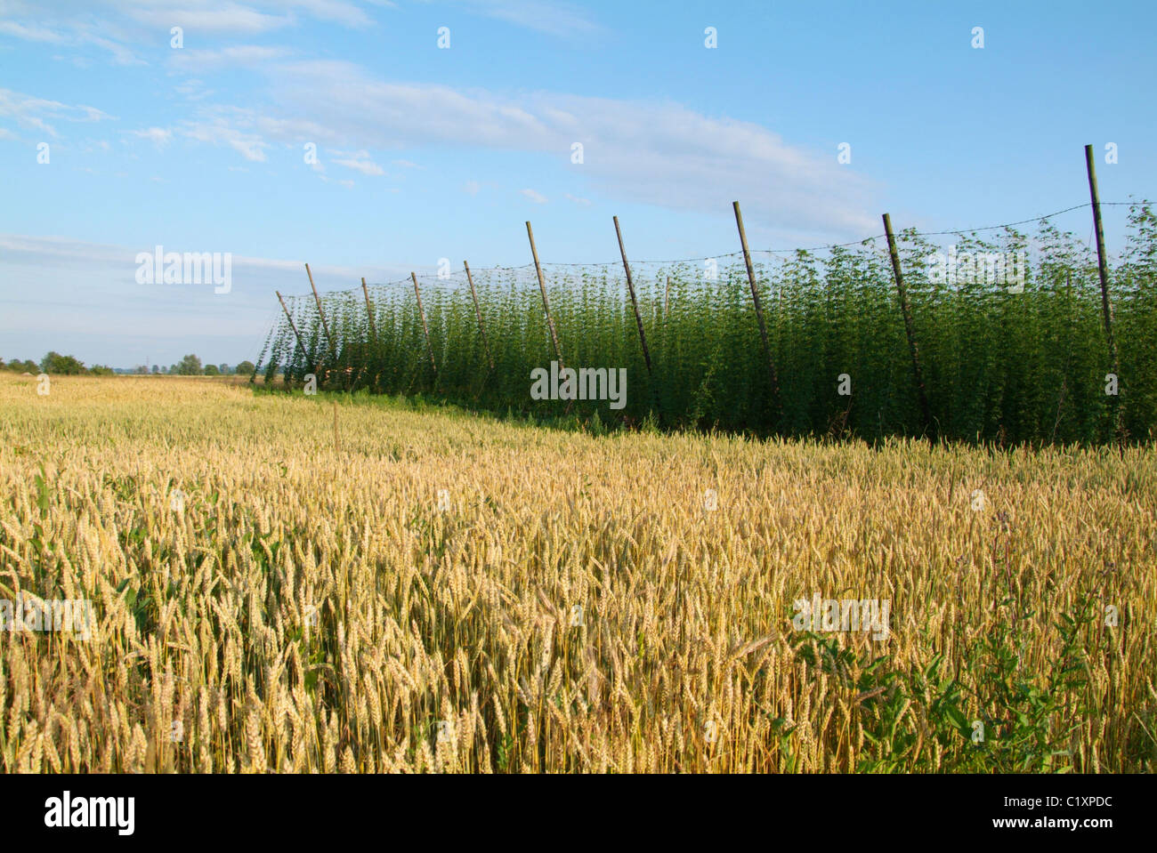 Hops, plantation of hops ,cultivation, fields, crops, beer, plants ...