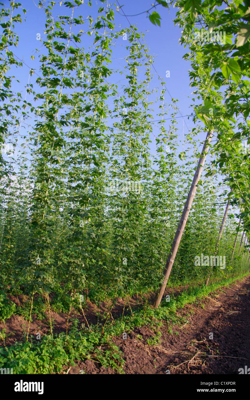 Growing hops hi-res stock photography and images - Alamy