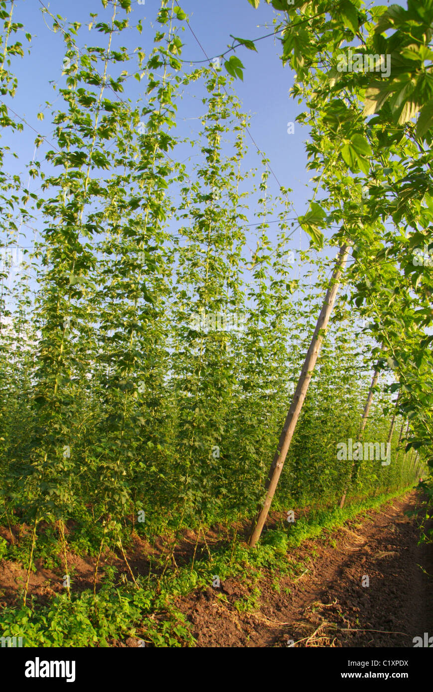 Growing hops, hops increases Stock Photo - Alamy