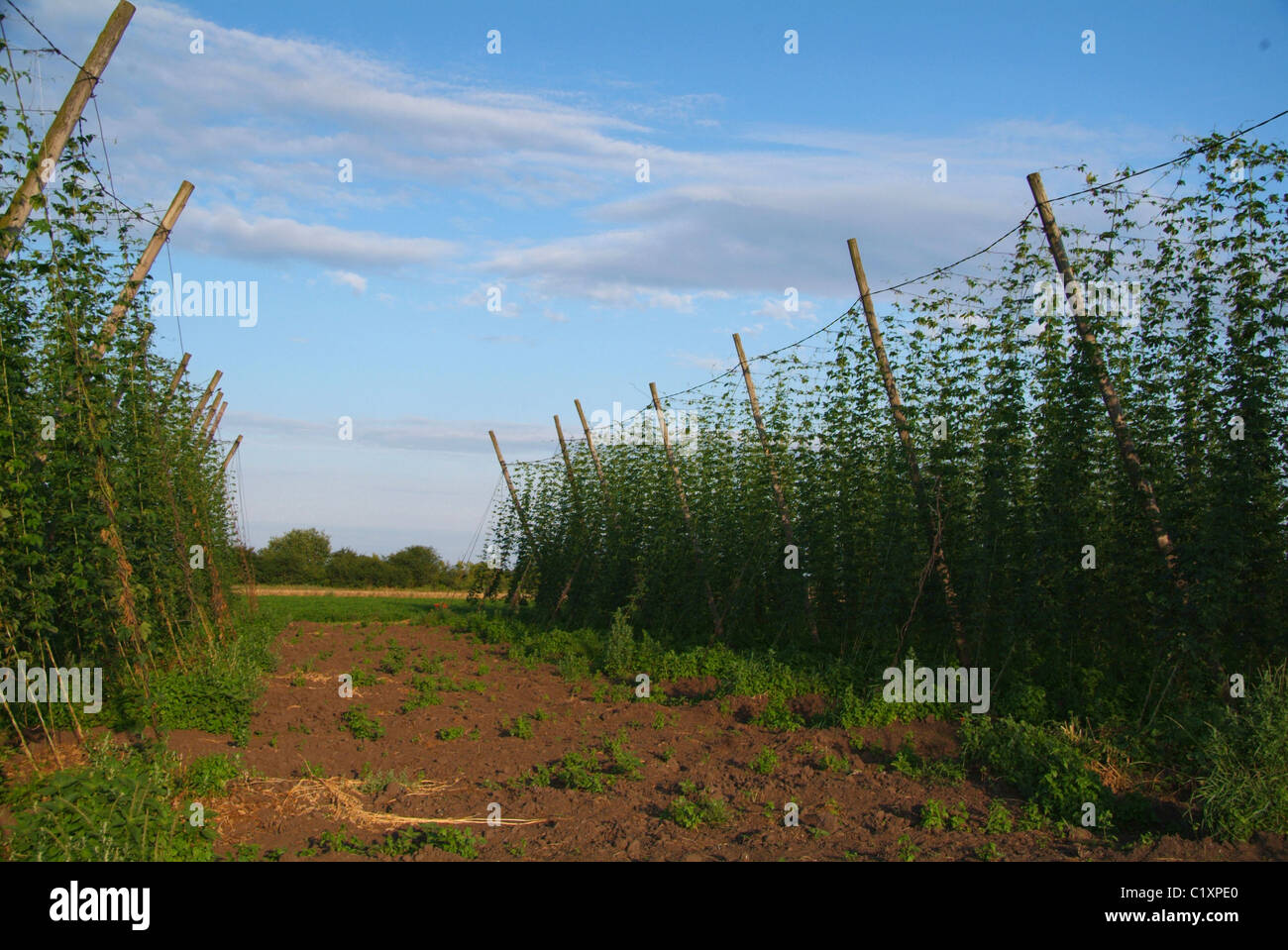 Plantation of hops, Hops, growing hops, hops increases, grown, judge ...