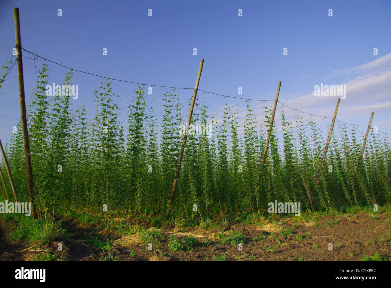 Plantation of hops Stock Photo - Alamy