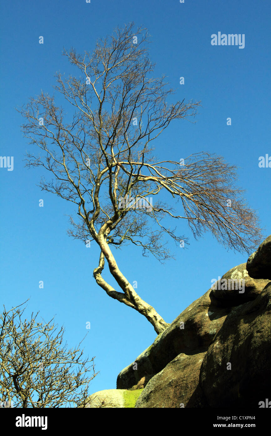 Tree with rocks hi-res stock photography and images - Alamy