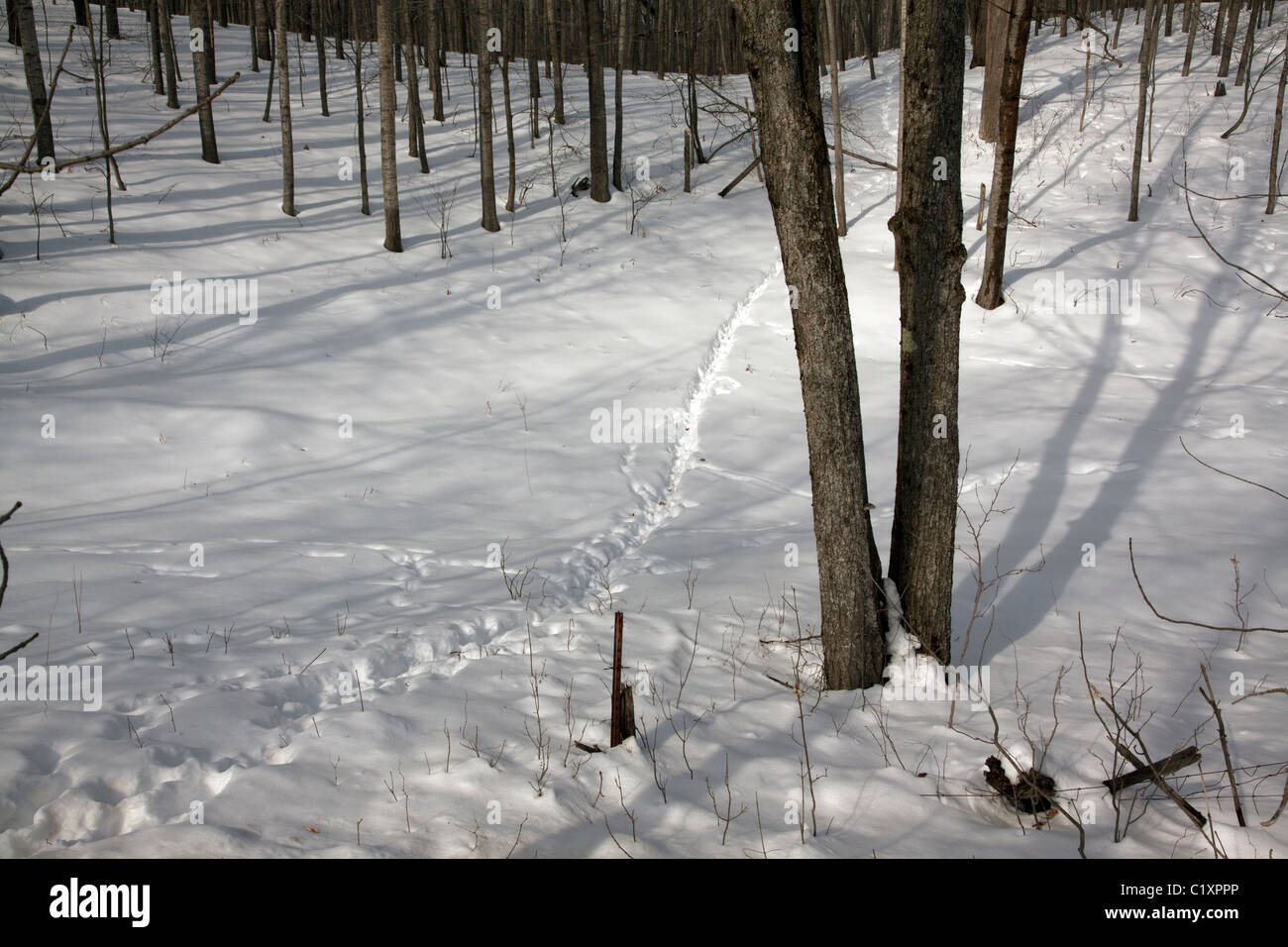 White-tailed Deer Odocoileus virginianus trail through deciduous forest ...