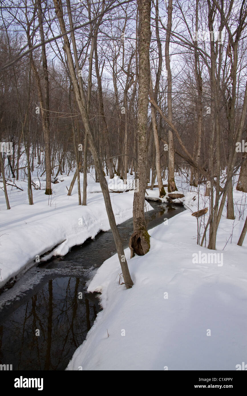 Stream & Eastern Deciduous Forest Michigan USA late Winter, by Carol ...