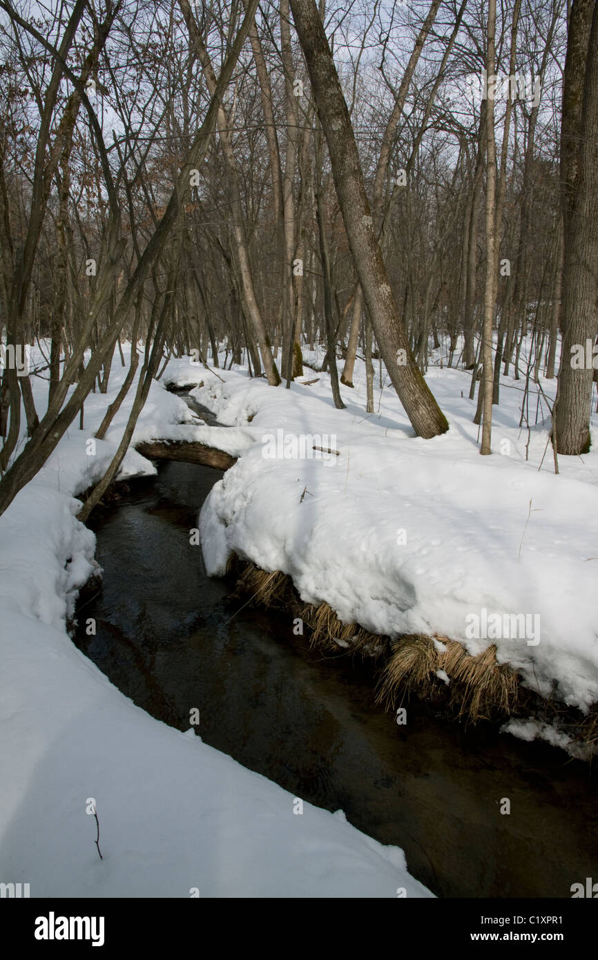 Eastern Deciduous forest, late Winter, E USA, by Carol Dembinsky ...