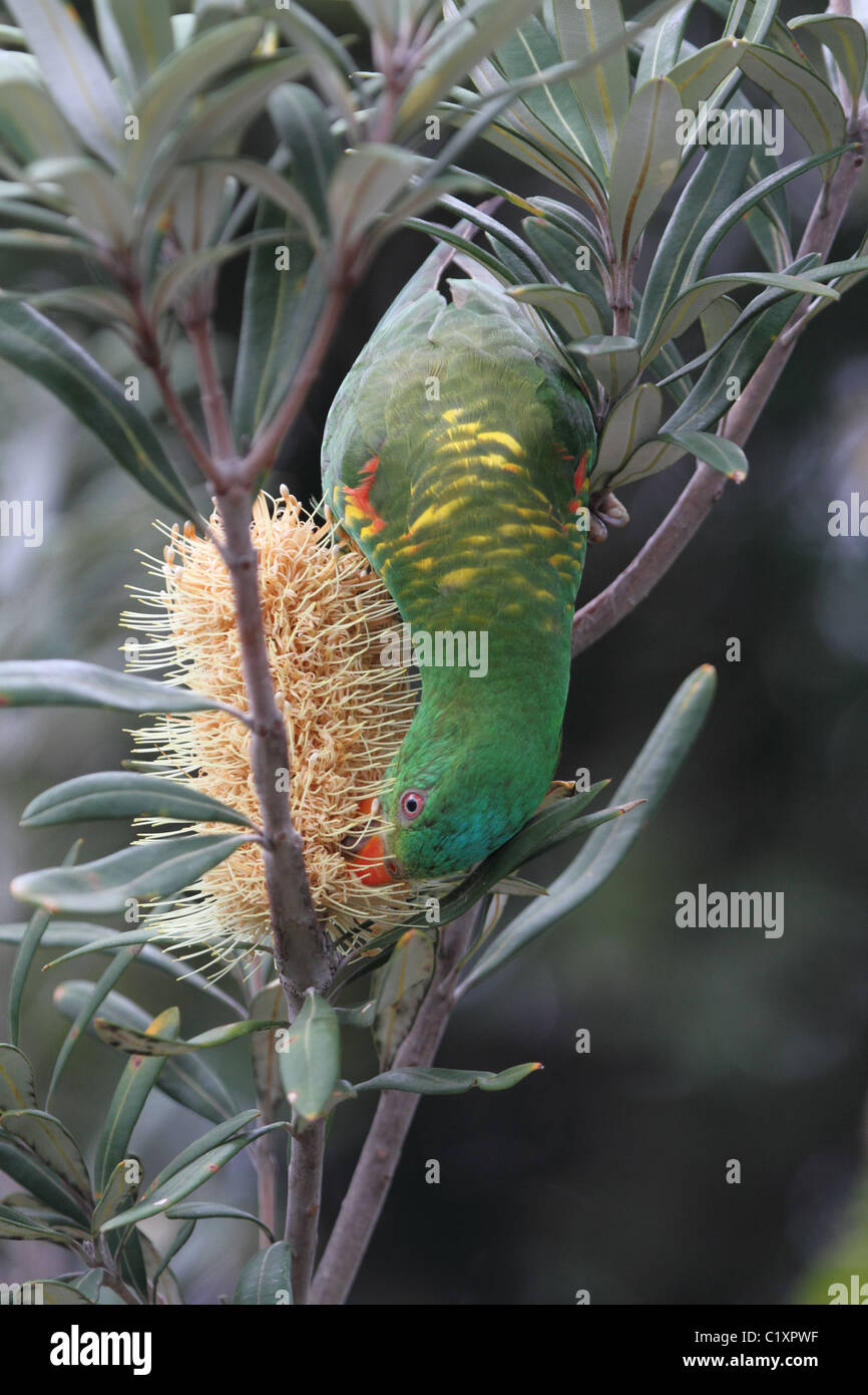Scaly flower hi-res stock photography and images - Alamy
