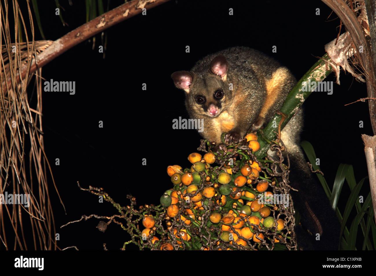 Common brushtail possum Stock Photo - Alamy