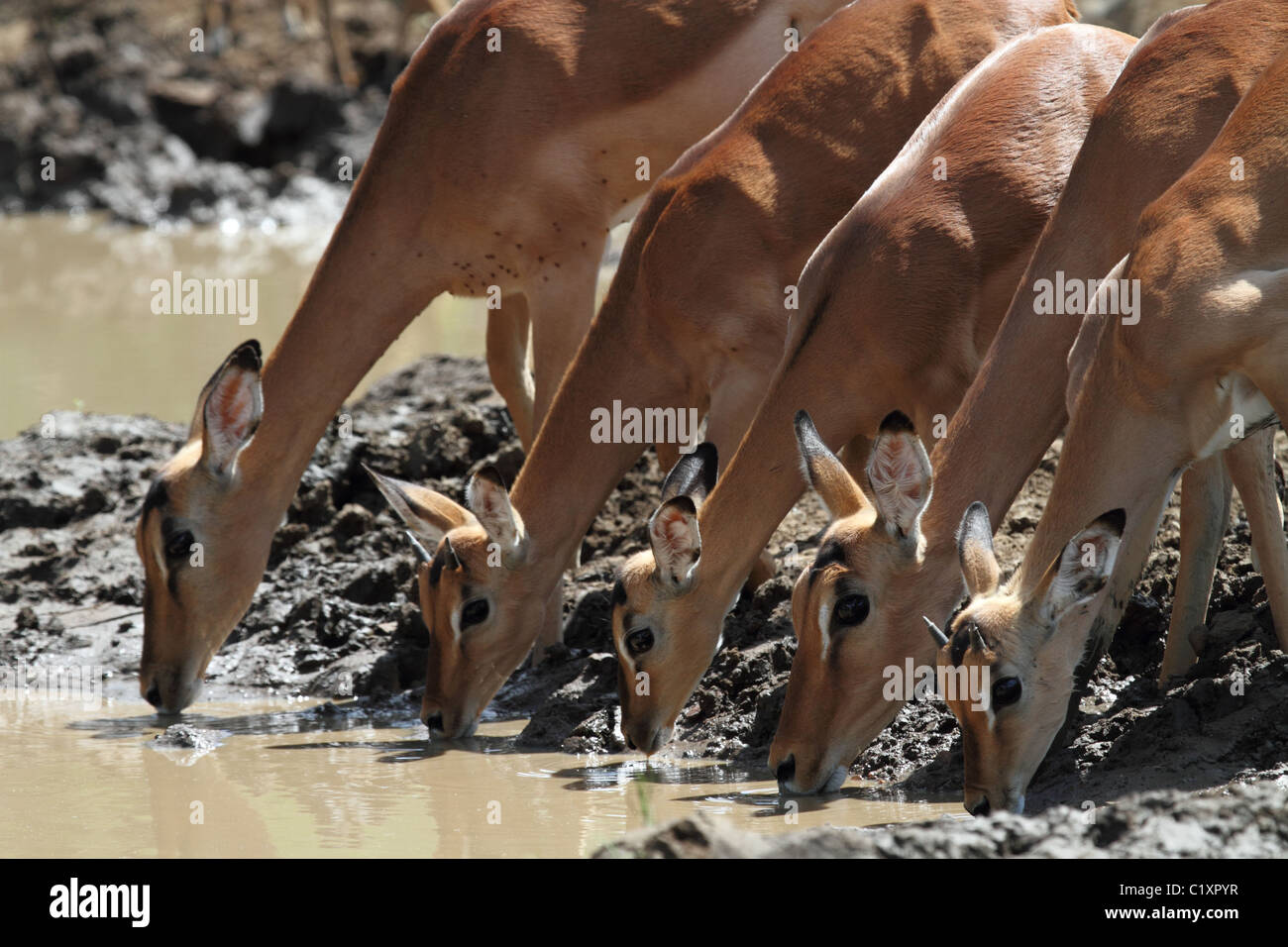 Drinking impala hi-res stock photography and images - Alamy