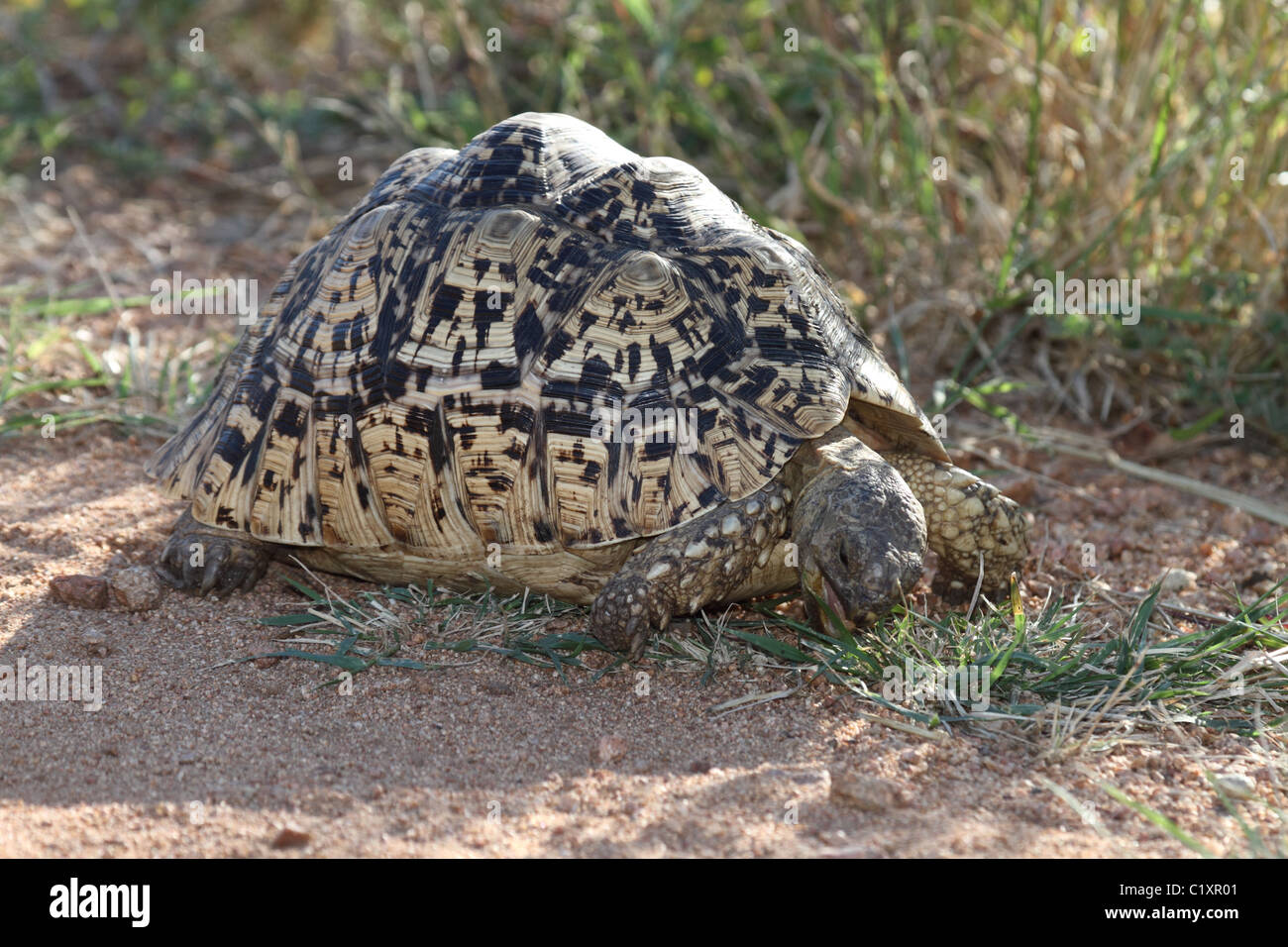 African spur tortoise eating Stock Photo - Alamy