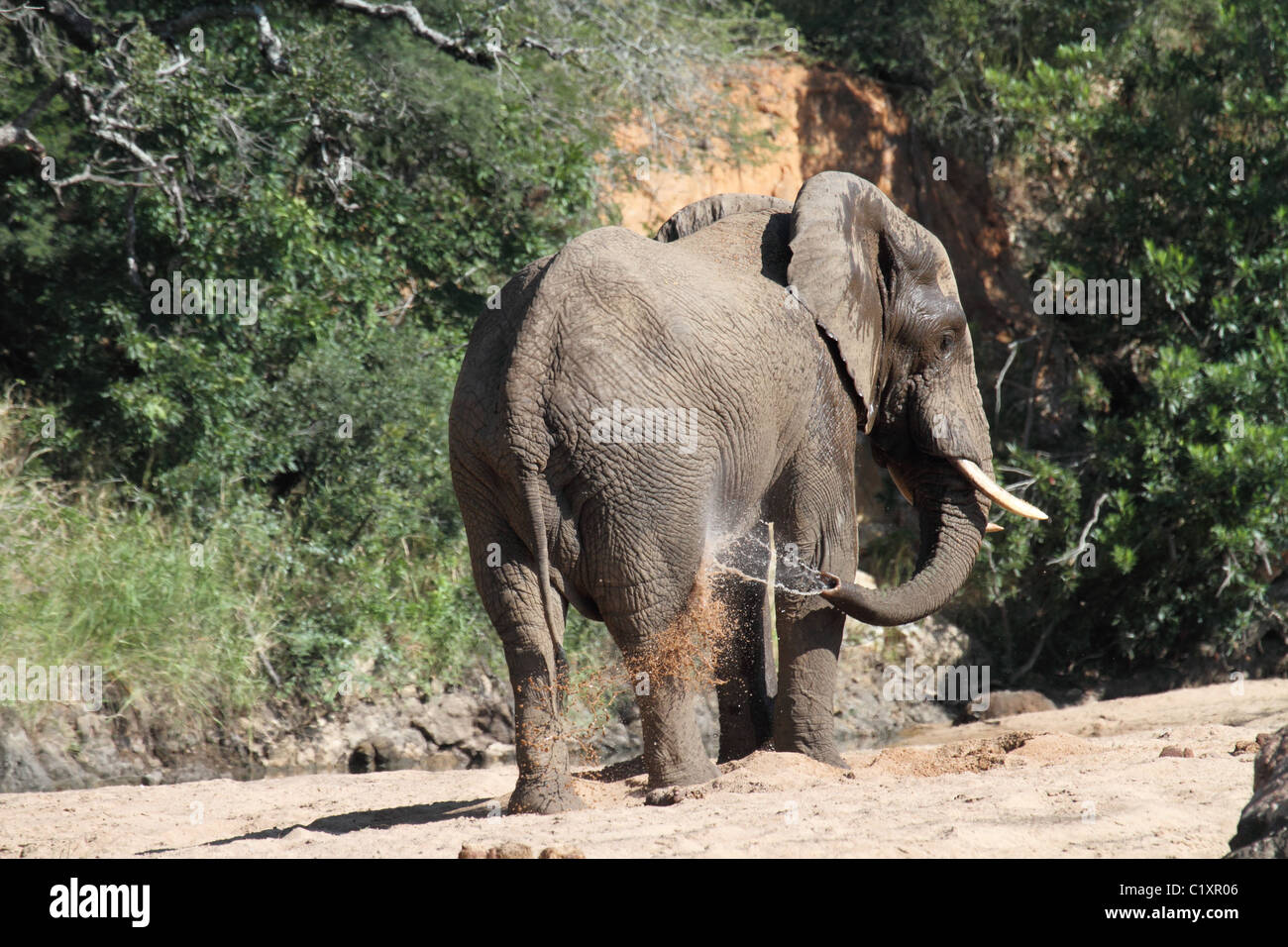 Elephant Spraying Water Stock Photos & Elephant Spraying Water Stock ...