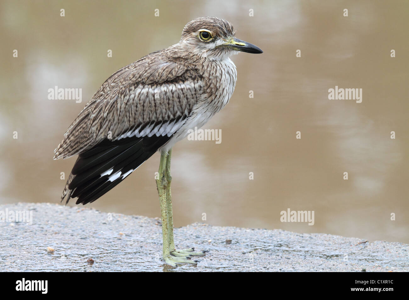 Water dikkop or thick-knee or courser Stock Photo - Alamy