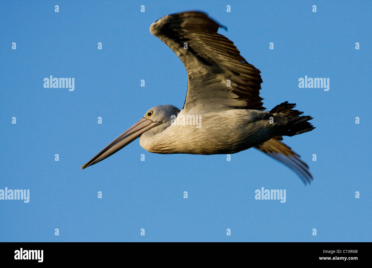 Australian native plan hi-res stock photography and images - Alamy